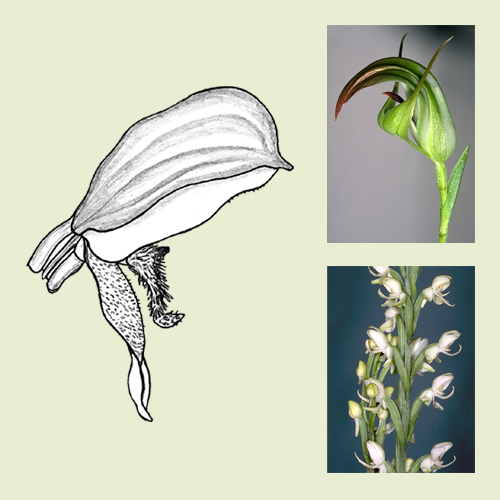 Flower shape