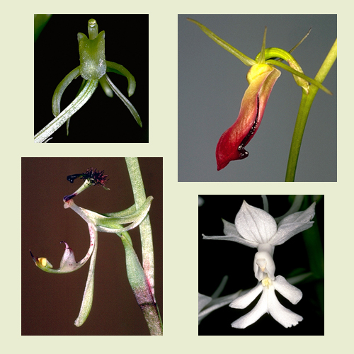 Flower shape